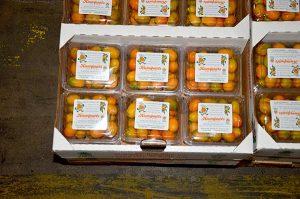 Citrus Photo Gallery – Dundee Citrus Growers Association